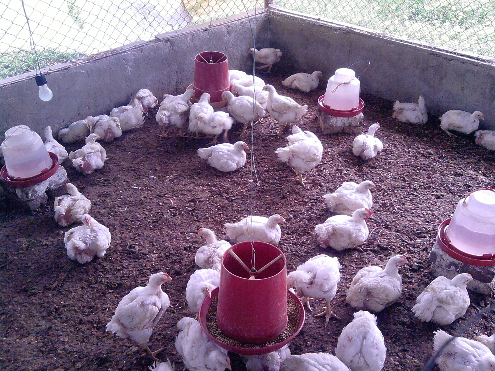 Administradores agropecuarios (H.J.C): GALPON DE POLLOS